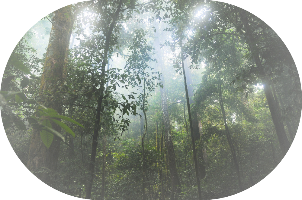 Forêts tropicales - Terres du Passé - L'histoire de notre Terre et de ...